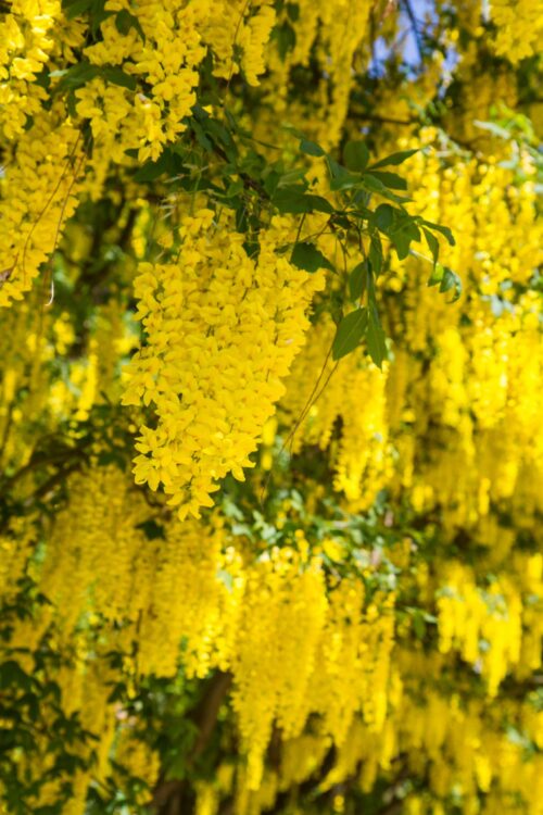 Le Cytise ( ou Laburnum vulgare) - Mon Coach Jardin