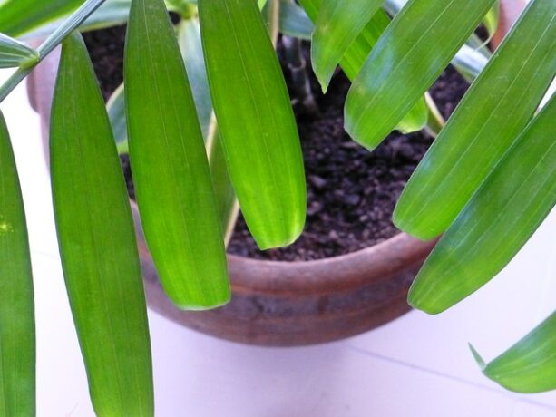 Les plus belles variétés de palmier d’intérieur - Mon Coach Jardin