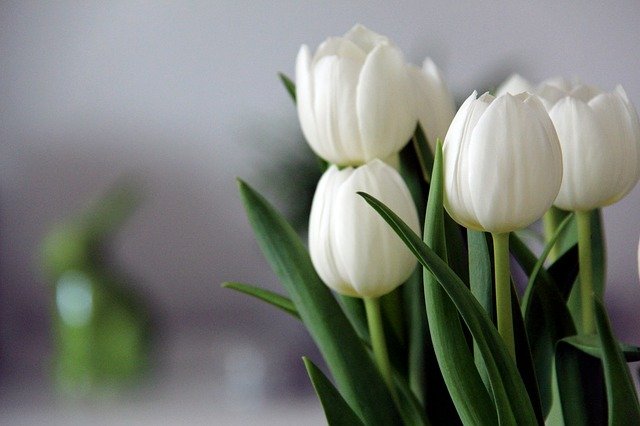 Les plus belles tulipes blanches - Mon Coach Jardin