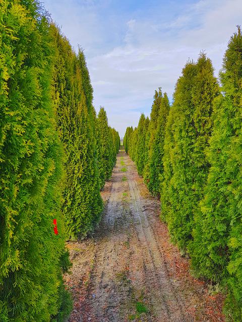 Le Thuya(arborvitae ou arbre de vie) - Mon Coach Jardin